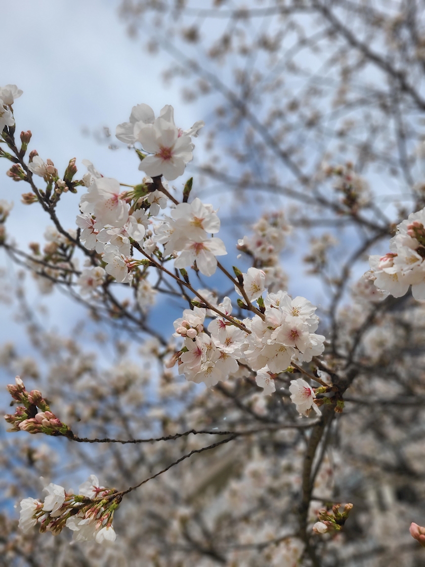 29 日のこと - 愛-コレクション2- - 熟女キャバクラ collection second・コレクション セカンド - 中洲の熟女 ...