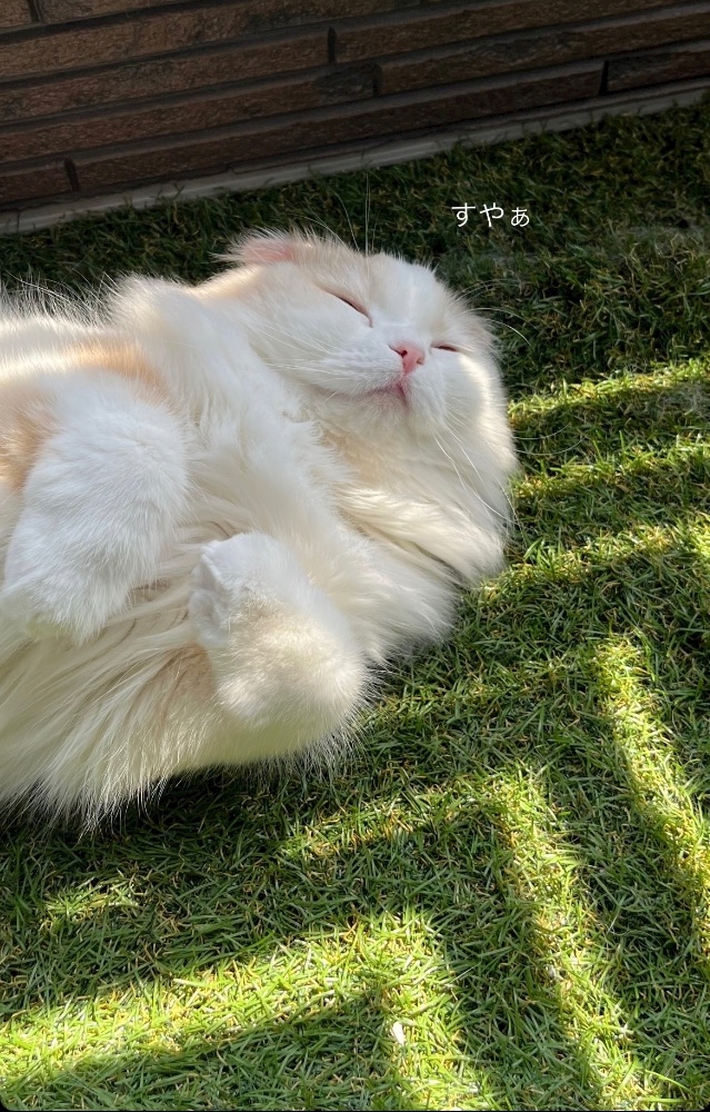 店休日🌙*ﾟ - しおん - mellow・メロウ - 成田のキャバクラ【ポケパラ】