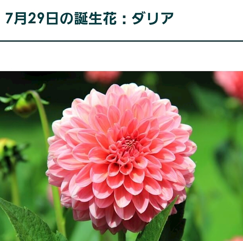 💐 - 聖子MrsJ上野 - 熟女キャバクラ・Mrs.J 上野 ミセスジェイ [ポケパラ]