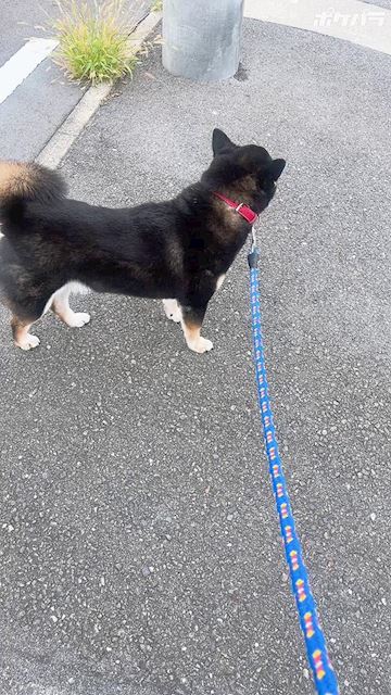 歩かないイッヌ🐕 - 🫧🦋橘 れいか🦋🫧 - Mrs.CAFE～離宮～・ミセスカフェ リキュウ - 名古屋 錦の熟女パブ/熟女キャバクラ【ポケパラ】