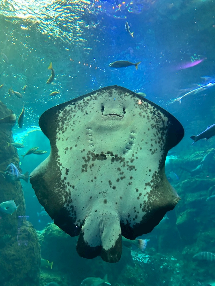 江ノ島BBQ - KANA - Club Lady・レディ - 川崎駅前のクラブ/ラウンジ【ポケパラ】